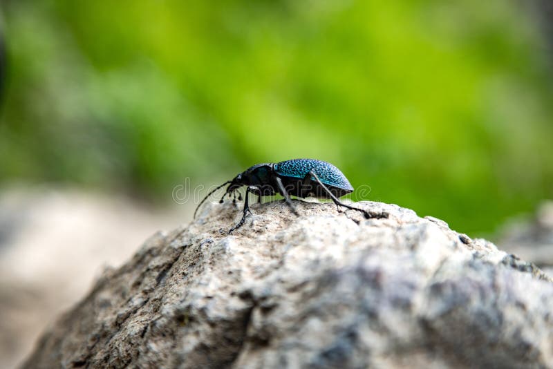 Bug azul na pedra foto de stock. Imagem de azul, biologia - 253778352