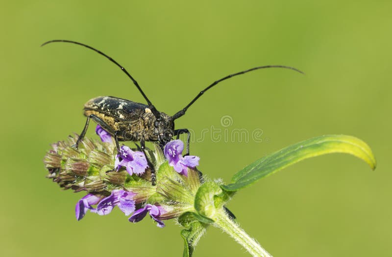 Bug-barbel stock photo. Image of whiskers, grey, flies - 42299882