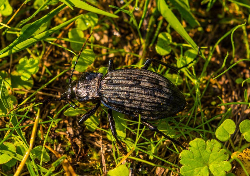 Bug bark beetle stock image. Image of black, beetle, bark - 60792591