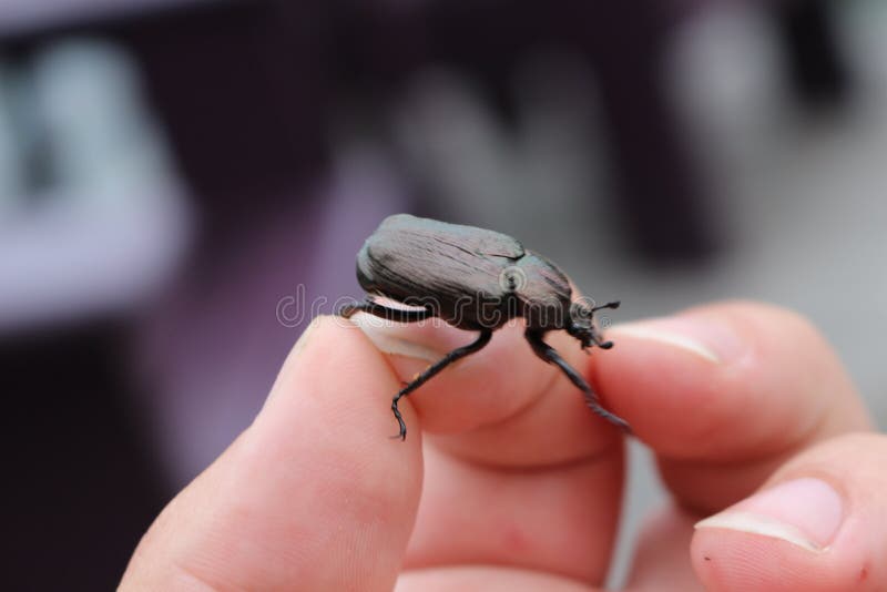Bug Beetle in the Hand Concept of Gross Bugs Stock Image - Image of ...