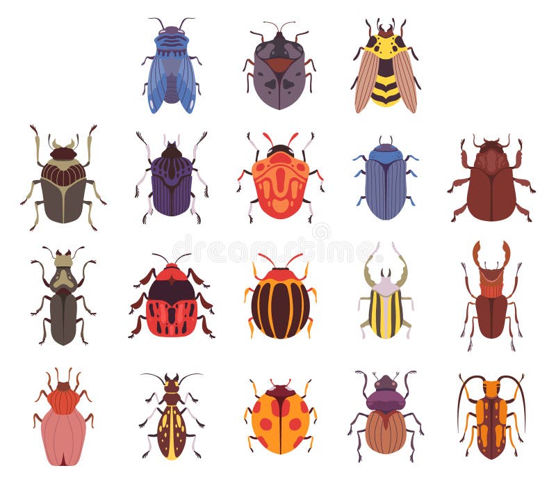 Bug and Beetle Insects Species Isolated on White Background Big Vector ...