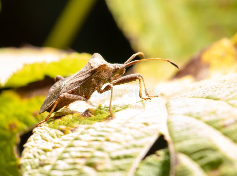 A Bug Beetle on a Yellow Leaf in the Fall. Stock Photo - Image of ...