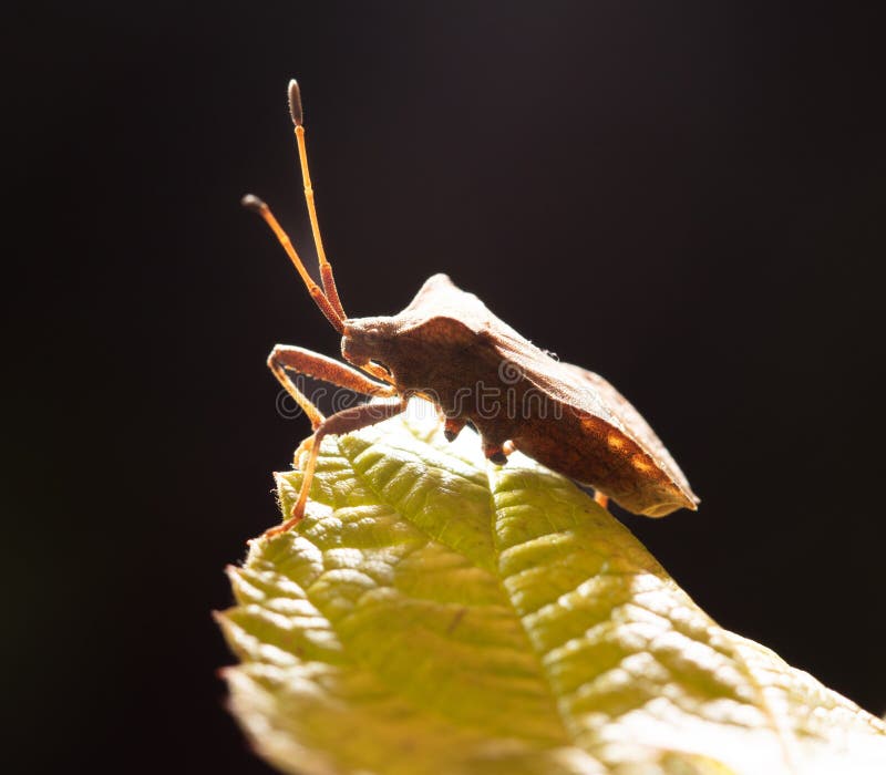 Bug Beetle on Yellow Leaf Isolated on a Black Background Stock Photo ...