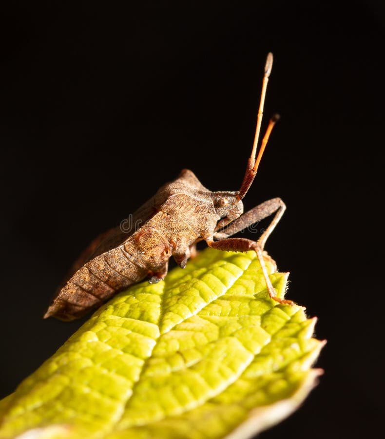 Bug Beetle on Yellow Leaf Isolated on a Black Background Stock Photo ...