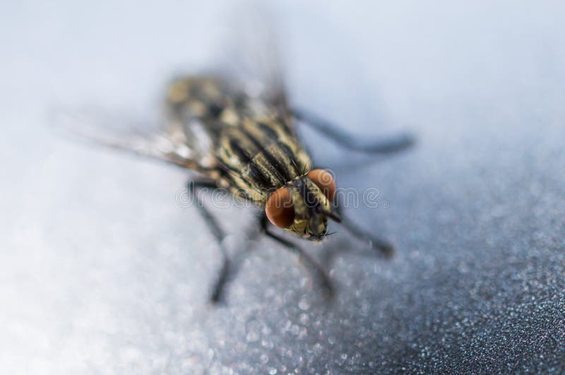 Bug stock photo. Image of eyed, eyes, paint, wings, bonnet - 76040504