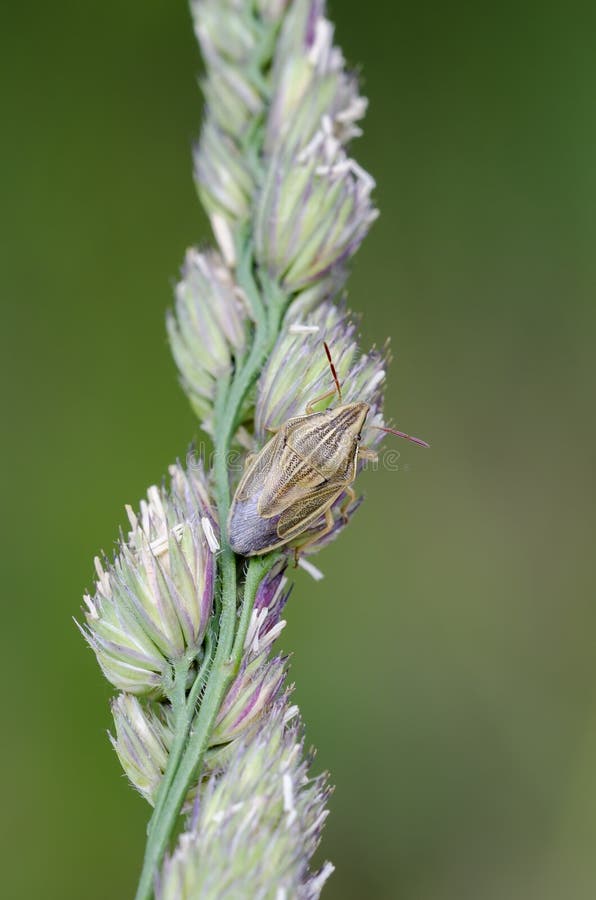 Bishop`s Mitre Shieldbug, Aelia Acuminata Stock Photo - Image of detail ...