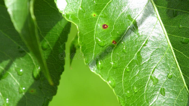 Bug bites and disease stock photo. Image of affect, disease - 50537270
