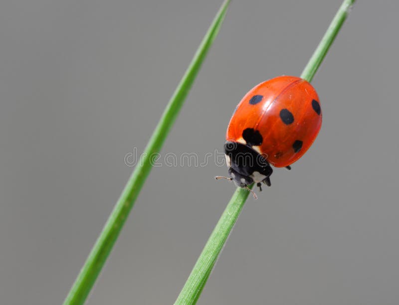 Fall ladybug stock photo. Image of macro, yellow, ladybug - 350768