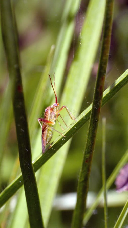 Bug on a blade of grass stock photo. Image of macro - 191651980