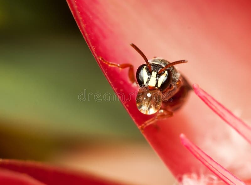 Bug blowing water bubble stock photo. Image of wildlife - 25979942