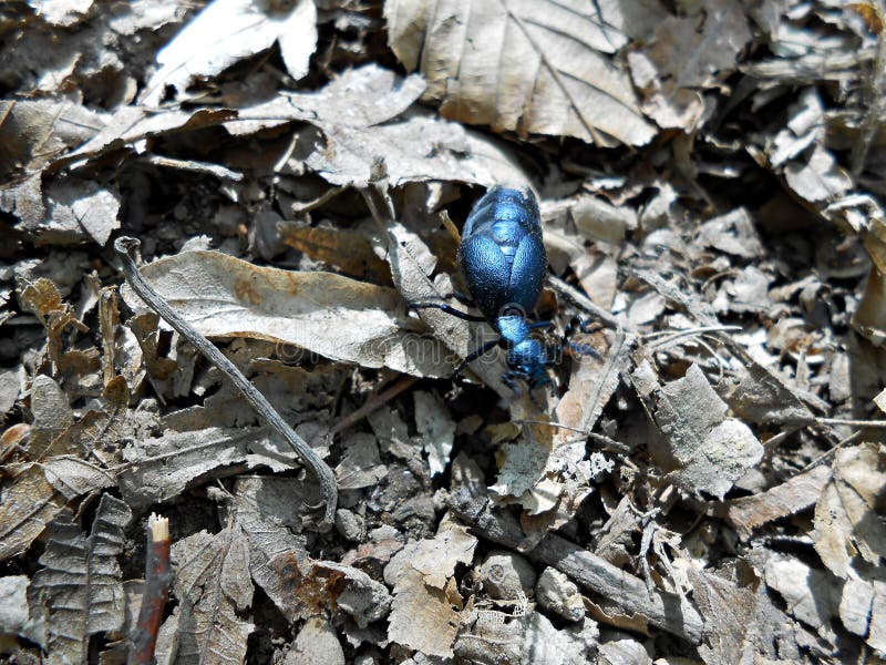 Bug stock image. Image of look, insect, light, clear - 89798209