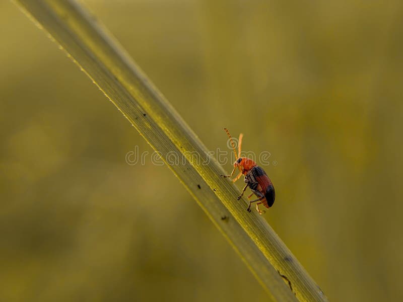 Bug on the branch stock image. Image of green, grass - 242013797