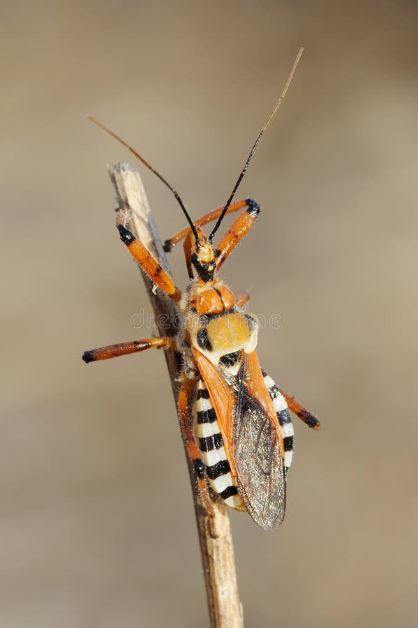 Bug on a branch stock image. Image of orthoptera, macro - 239557163