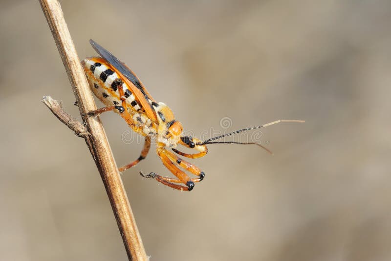 Bug on a branch stock photo. Image of closeup, middle - 244947202
