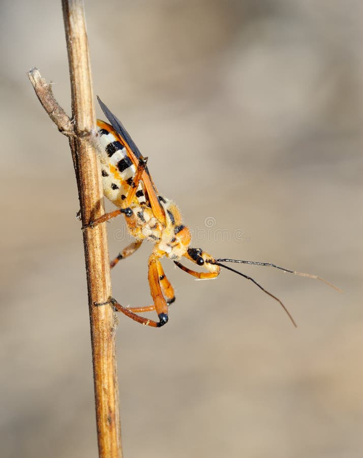 Bug on a branch stock image. Image of branch, capsidae - 82222057