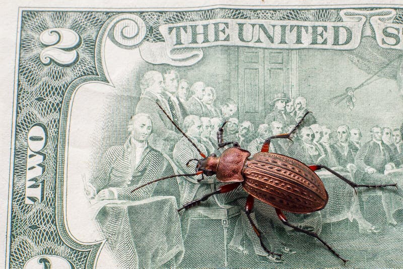 Bug on Bucks. Concept: Money Beetle Stock Image - Image of bright ...