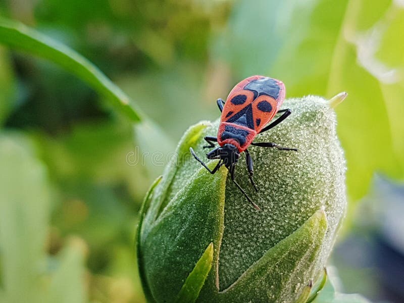 Bug on a bud stock image. Image of closeup, black, insect - 83380053