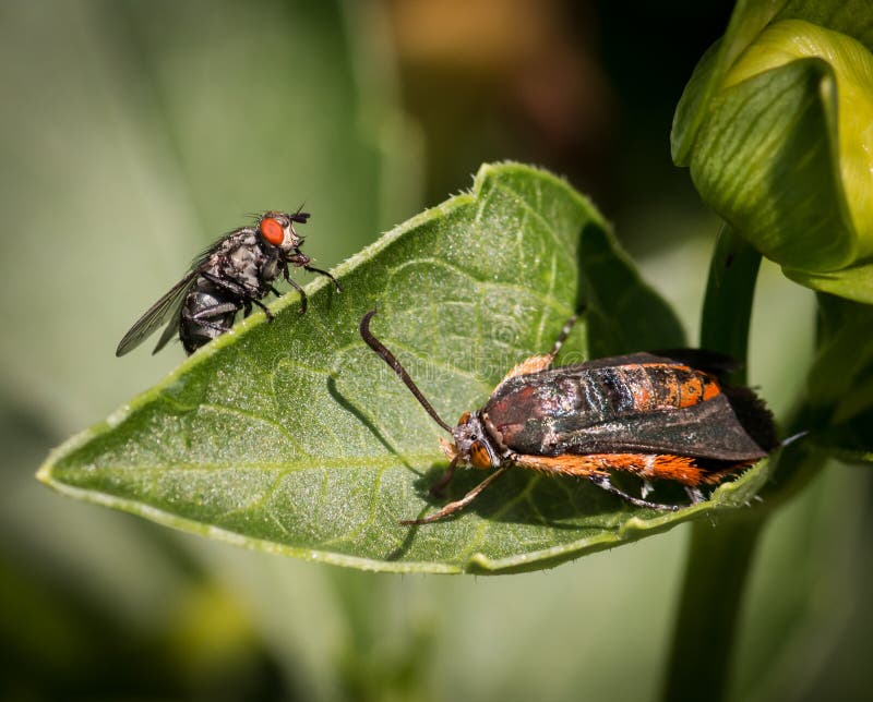 Bug Buddies Stock Photos - Free & Royalty-Free Stock Photos from Dreamstime