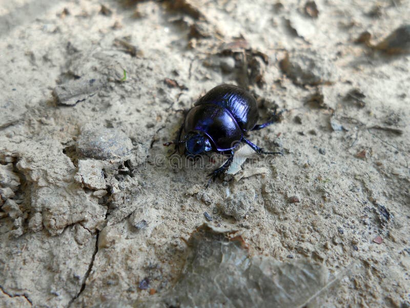 Bug stock image. Image of clear, beetle, background - 102268883