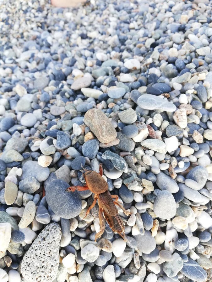 Bug stock image. Image of soil, rock, shore, gravel - 184368449