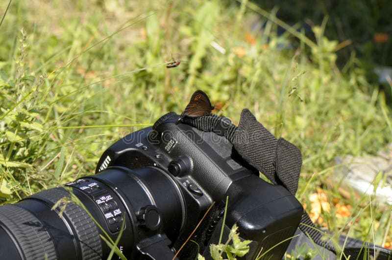 Bug and Butterfly Probe a Photo Camera Stock Image - Image of butterfly ...