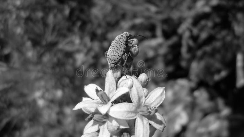 Bug in BW stock image. Image of focus, insect, botanical - 128262321