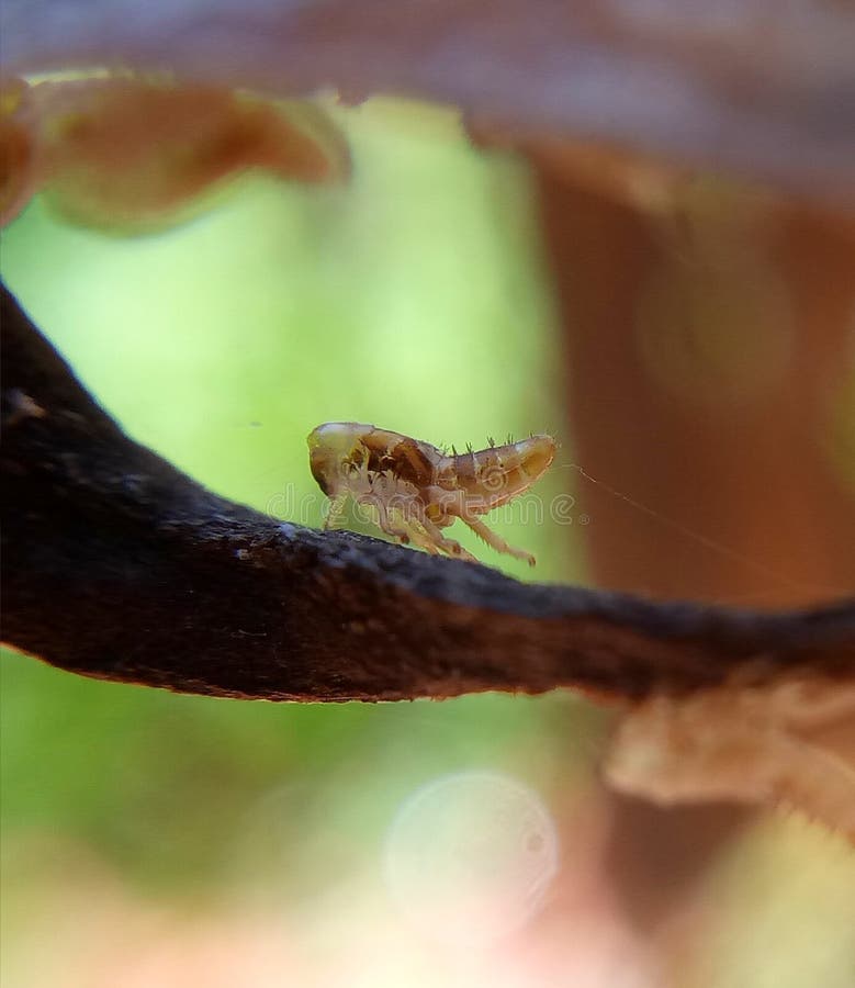 Insect carcass. stock image. Image of tree, insect, yellow - 113955623