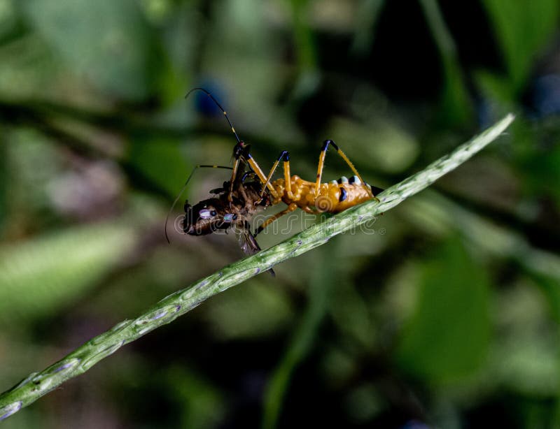 Bug carrying prey stock photo. Image of beetle, wildlife - 217382660