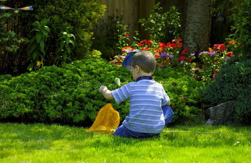 Boy Catching Bugs stock photo. Image of insect, butterfly - 1247240