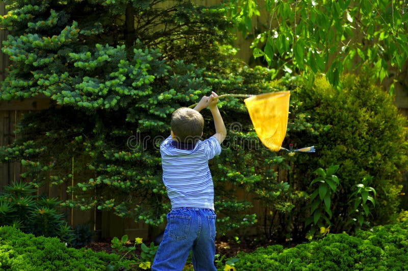 Boy Catching Bugs stock photo. Image of insect, butterfly - 1247240