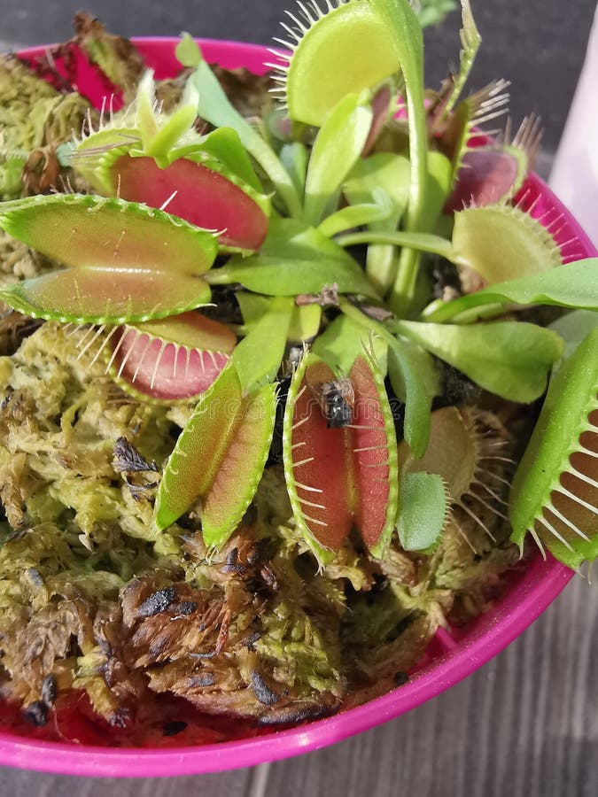 Bug Catching Venus Fly Trap Plant Stock Photo - Image of insect ...