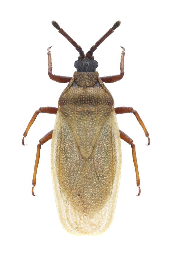 Bug Catoplatus Nigriceps Stock Photos - Free & Royalty-Free Stock ...