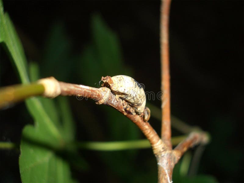 A Bug is Climbing on the Bench Stock Photo - Image of plant ...