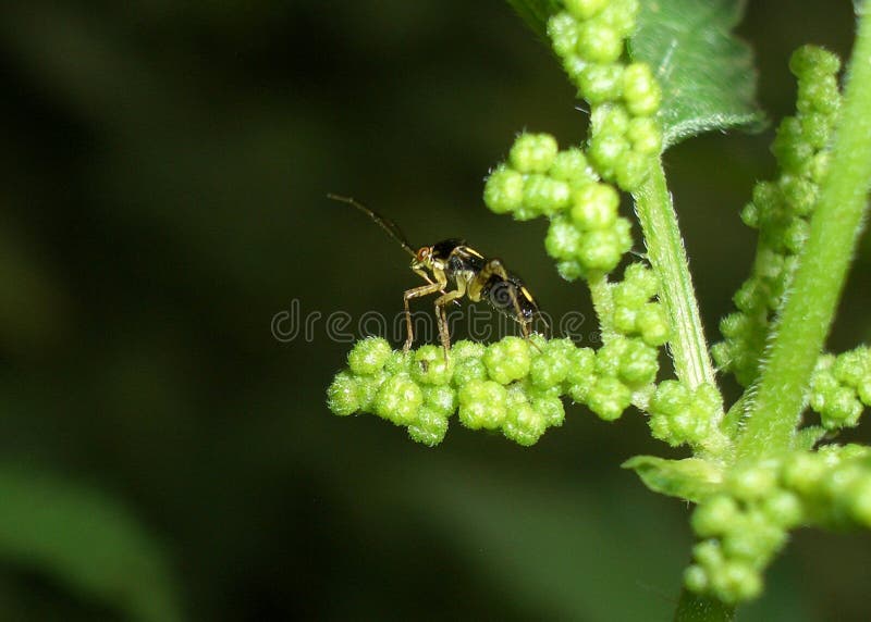 A Bug is Climbing on the Bench Stock Image - Image of weevil, summer ...