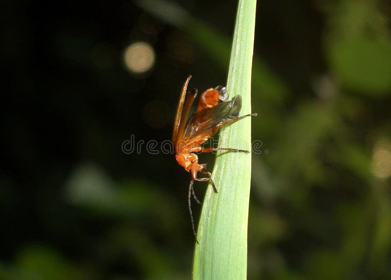 A Bug is Climbing on the Bench Stock Photo - Image of natural, flora ...