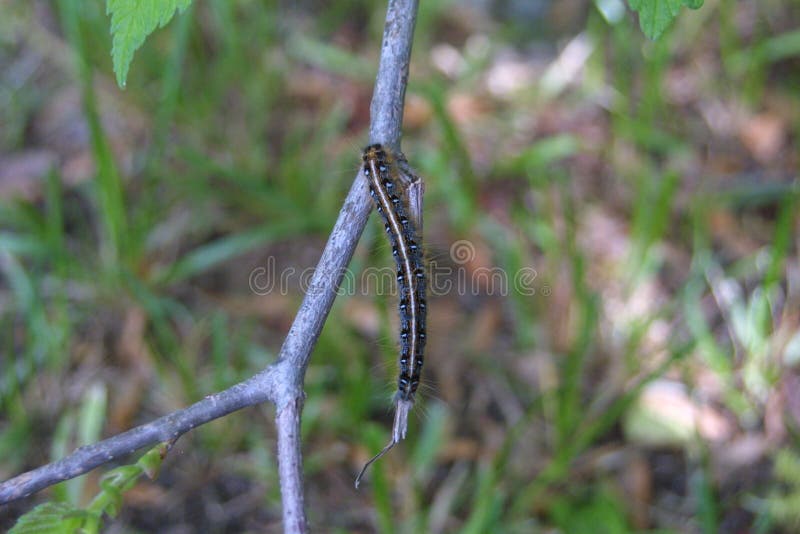 Bug Climbing High stock photo. Image of high, reaching - 156361258