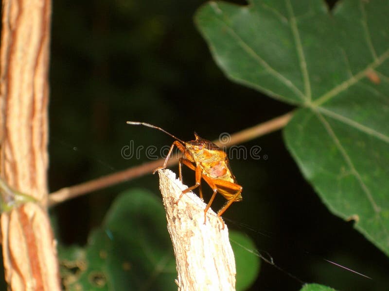 A Bug is Climbing on a Leaf Stock Image - Image of legs, insects: 181309605