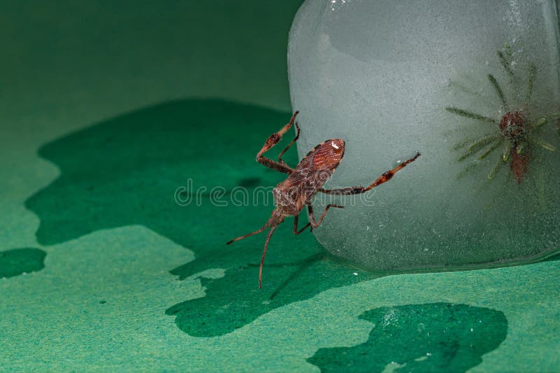 Bug on Melting Ice Cube with Frozen Flower and Green Background in ...