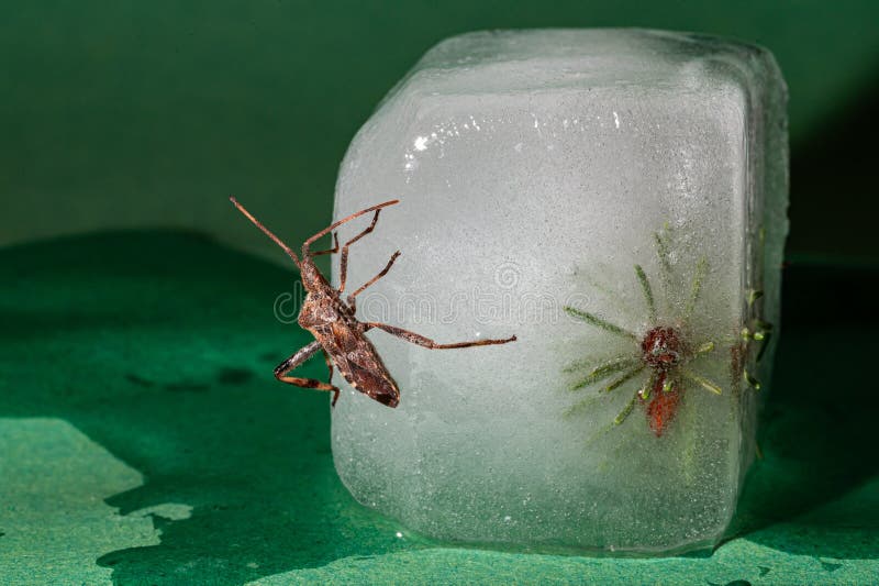 Bug on Melting Ice Cube with Frozen Flower and Green Background in ...