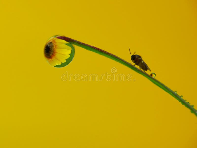Thirsty Bug Looking for Dew Drops Stock Photo - Image of insects ...