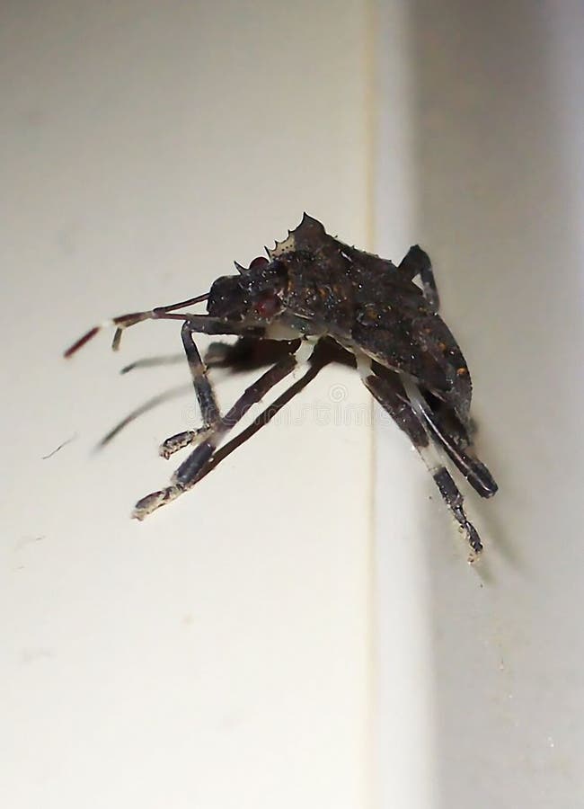 A Bug is Climbing on the Wall Stock Photo - Image of beetle, close ...
