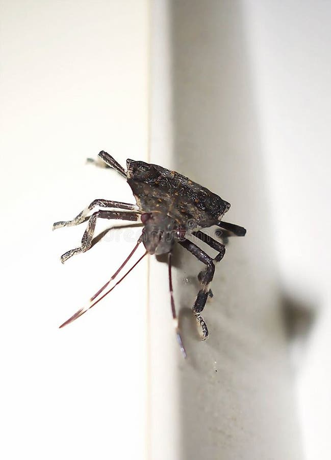 A Bug is Climbing on the Wall Stock Photo - Image of spider, black ...