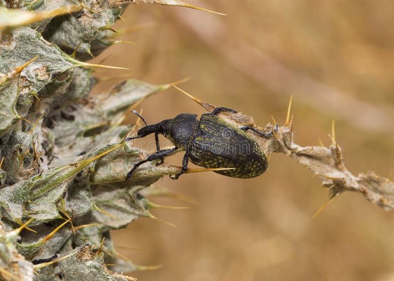 Thorn Bug stock photo. Image of jungle, foliage, abdomen - 14364910