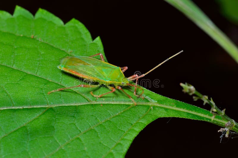 Bug 11 stock photo. Image of wildlife, entomology, hemipterous - 34470004