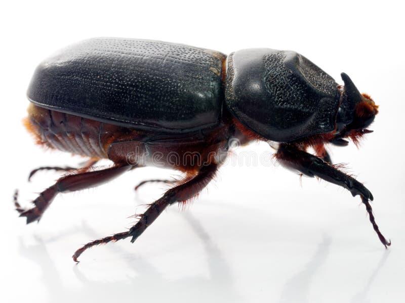 Bug close up isolated stock photo. Image of dark, close - 40286784