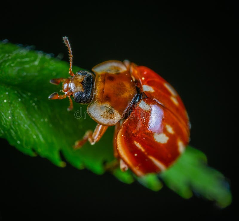 Bug In Close-up Photography Stock Photo - Image of beetle, ladybug ...