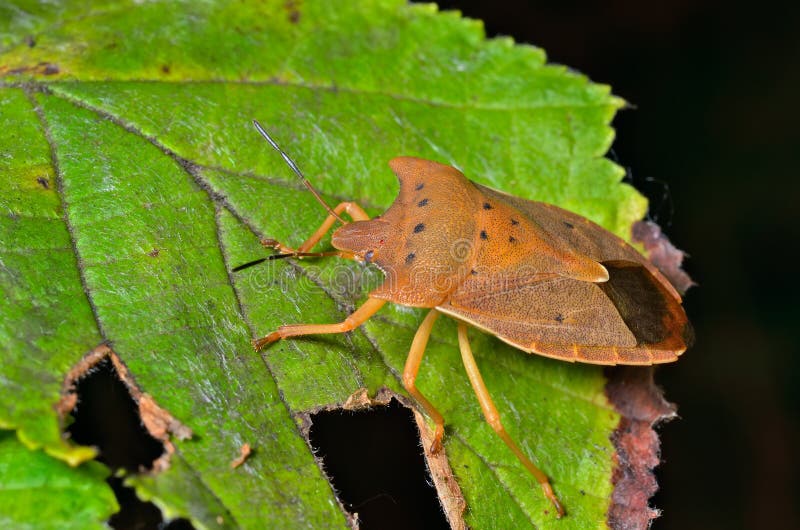 Bug 10 stock photo. Image of macro, close, leaf, entomology - 34470026