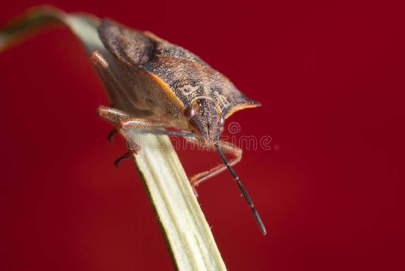 Bug closeup stock image. Image of body, nature, insect - 22460997