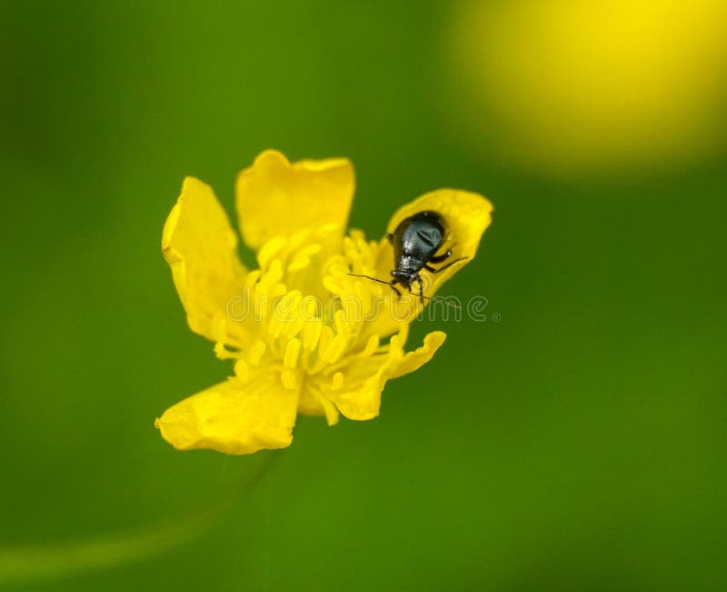 Bug Collecting Pollen on a Flowers of Hypericum Perforatum, St. John ...