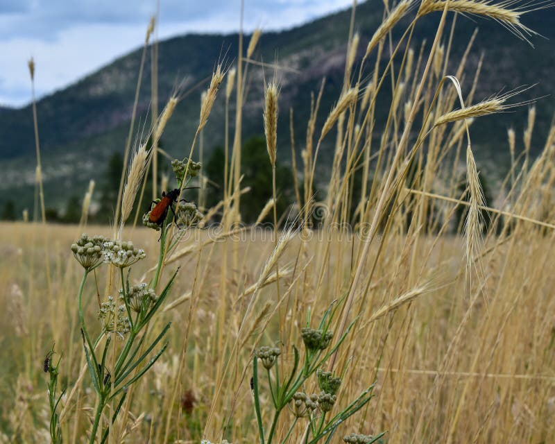 Bug Com Asas Vermelhas Em Uma Flor Imagem de Stock - Imagem de arizona ...
